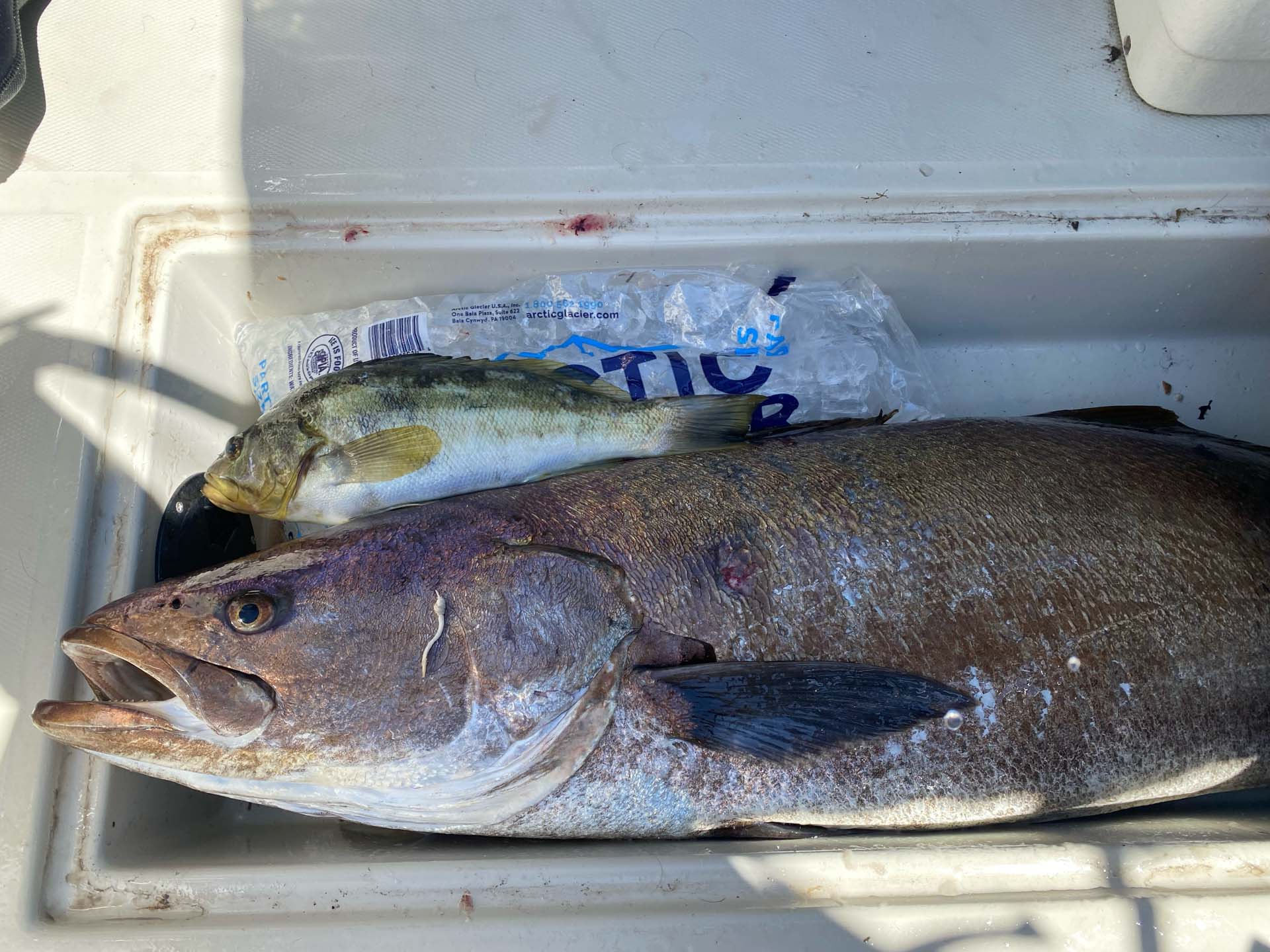 Club Records - Santa Barbara FreeDivers